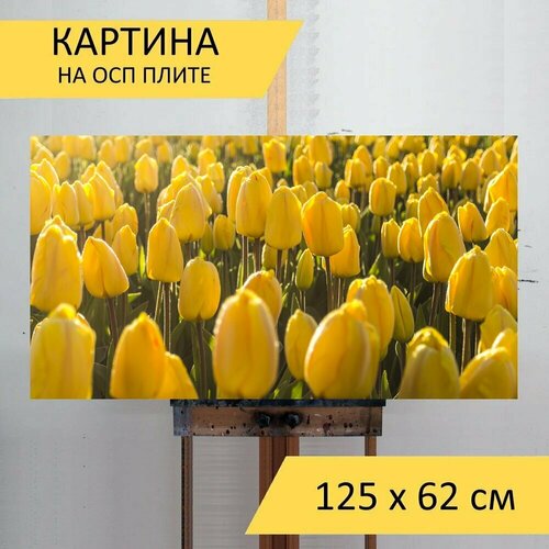 Картина на ОСП 125х62 см. "Нидерланды, цветок, весна" горизонтальная, для интерьера, с креплениями