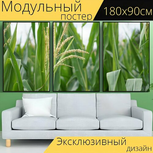 Модульный постер "Кукурузное поле, кукуруза, выращивание кукурузы" 180 x 90 см. для интерьера