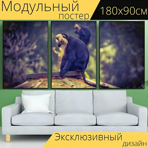 Модульный постер "Обезьяна, индийская обезьяна, дикая природа" 180 x 90 см. для интерьера