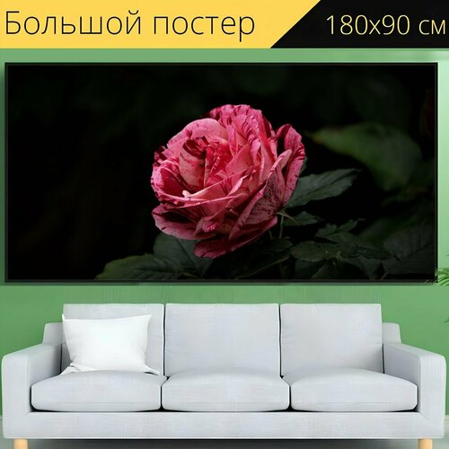 Большой постер "Розы, сад, цветок" 180 x 90 см. для интерьера