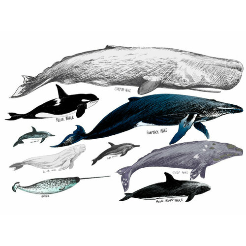 Плакат, постер на холсте Разновидность китов. Размер 60 х 84 см