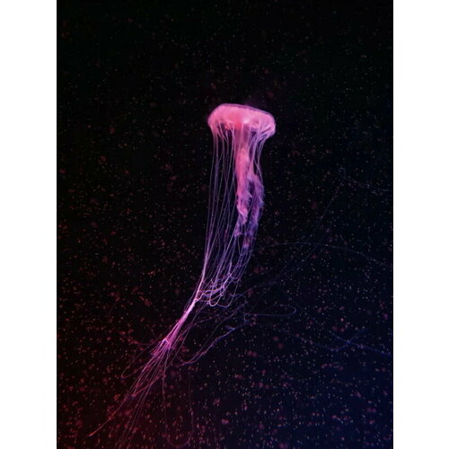 Плакат, постер на холсте Jellyfish/Медуза/искусство/арт/абстракция/творчество. Размер 21 х 30 см