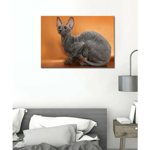 Картина - кошка, корниш-рекс, серый кот, волнистая шерсть, короткошёрстная кошка, домашняя кошка, ласковая кошка, кот (147) 20х30