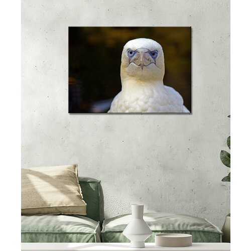 Картина - Олуша, птица олуша, олуша северная птица (12) 60х80