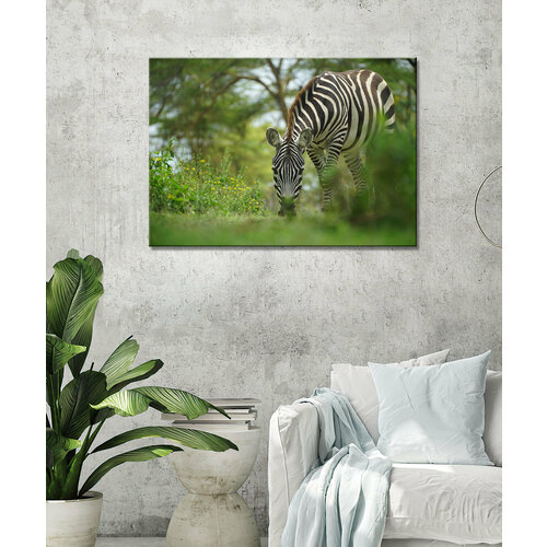Картина - Зебра, полосатая зебра, красивая зебра, зебра в Африке (34) 60х80
