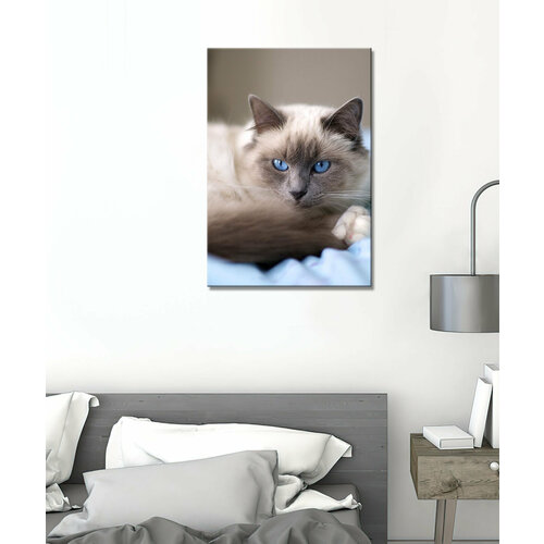 Картина - бирманская кошка, кот, белая шерсть, ласковая кошка, голубые глаза (4) 20х30