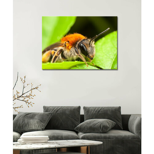 Картина/Пчела/Пчелы/Пчела на цветке/Пчела вблизи/Пчелакрупным планом/ - Пчела (38) 20х30