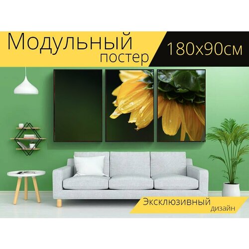 Модульный постер "Подсолнечник, цветок, роса" 180 x 90 см. для интерьера
