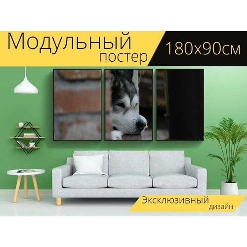 Модульный постер "Аляскинский маламут, маламут, собака" 180 x 90 см. для интерьера