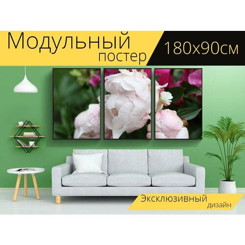 Модульный постер "Пион, цветы, роса" 180 x 90 см. для интерьера