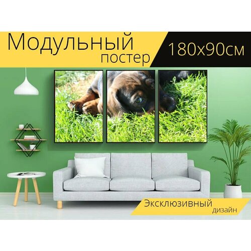 Модульный постер "Такса, пёс, милый" 180 x 90 см. для интерьера