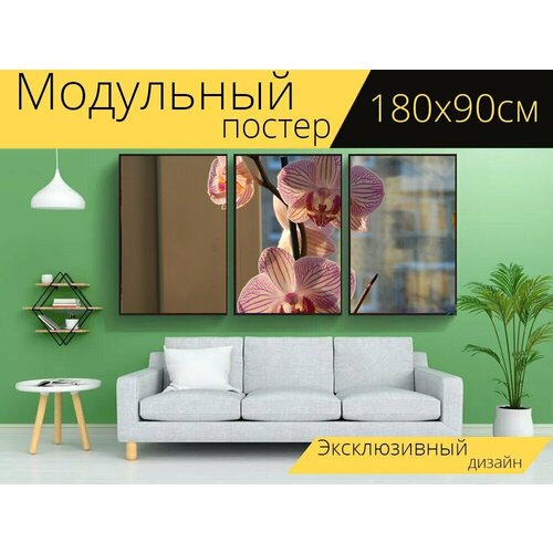 Модульный постер "Орхидея, окно, цветение" 180 x 90 см. для интерьера