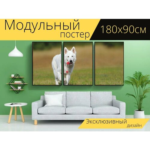 Модульный постер "Швейцарская овчарка, собака, белый" 180 x 90 см. для интерьера