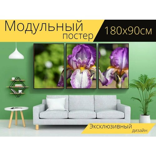 Модульный постер "Ирис, ирис цветок, семья ирисов" 180 x 90 см. для интерьера