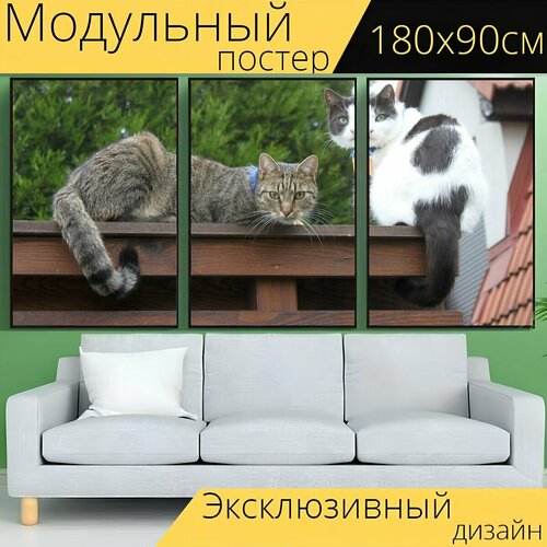 Модульный постер "Кошки, забор, отлично" 180 x 90 см. для интерьера