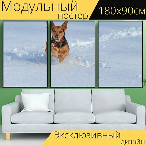 Модульный постер "Собака, снег, запустить" 180 x 90 см. для интерьера