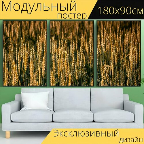 Модульный постер "Кукуруза, поле, сельское хозяйство" 180 x 90 см. для интерьера