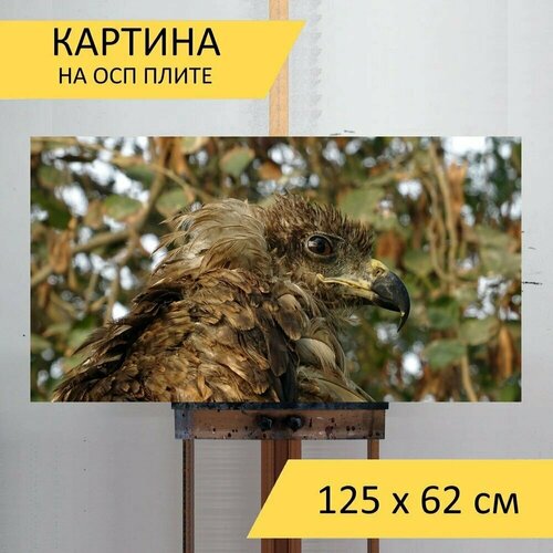 Картина на ОСП 125х62 см. "Птица, портрет, птичий" горизонтальная, для интерьера, с креплениями