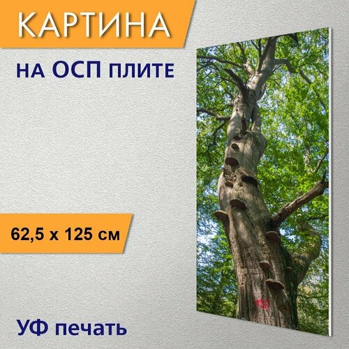 Вертикальная картина на ОСП "Бук, дерево, листья" 62x125 см. для интерьериа