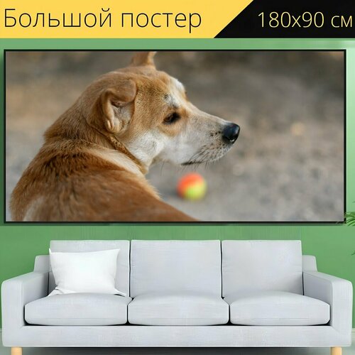 Большой постер "Собака, мяч, домашний питомец" 180 x 90 см. для интерьера
