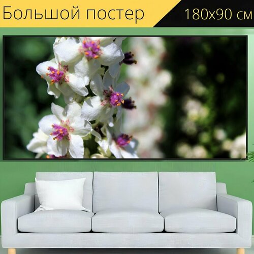 Большой постер "Белый, цветок, сад" 180 x 90 см. для интерьера