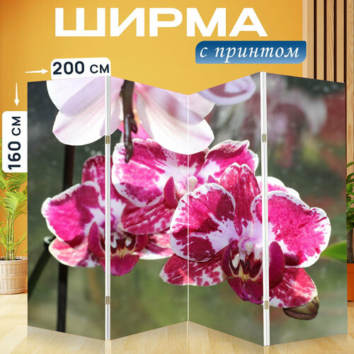 Ширма перегородка с принтом "Цветок, орхидея, орхидея цветок" на холсте - 200x160 см. для зонирования, раскладная