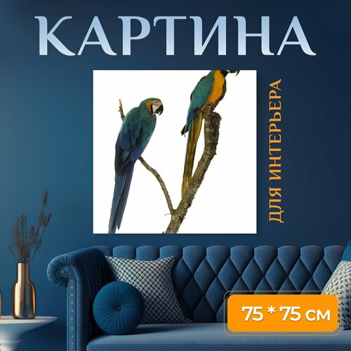Картина на холсте "Птица, синий и желтый, попугай" на подрамнике 75х75 см. для интерьера