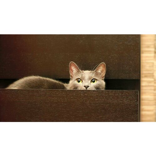 Картина на холсте 60x110 LinxOne "Кошка кот комод серый" интерьерная для дома / на стену / на кухню / с подрамником