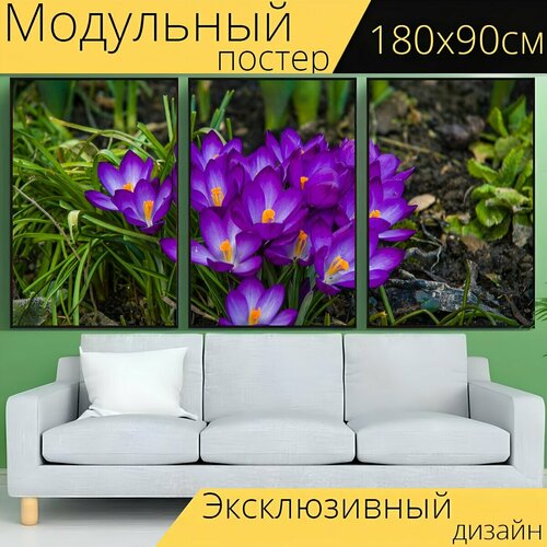 Модульный постер "Весна, крокус, цветок" 180 x 90 см. для интерьера