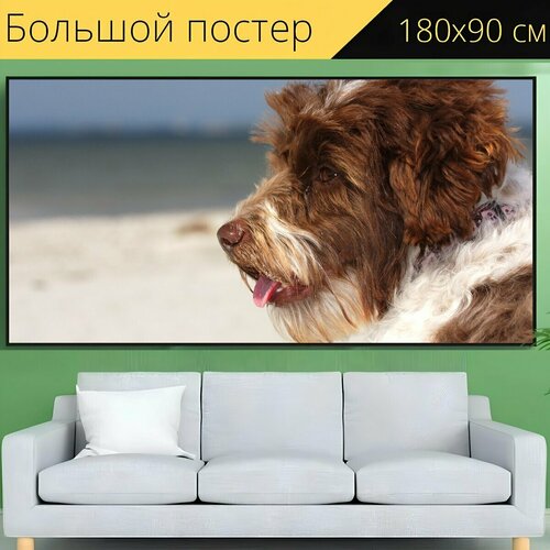 Большой постер "Смешанные породы собак, пляж, собака" 180 x 90 см. для интерьера