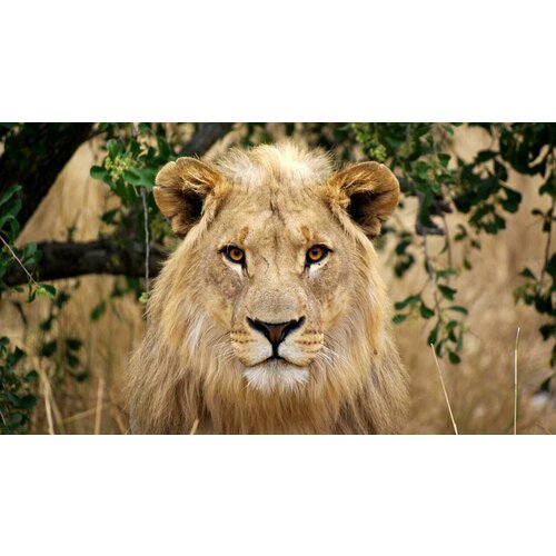 Картина на холсте 60x110 LinxOne "Лев морда большая кошка" интерьерная для дома / на стену / на кухню / с подрамником