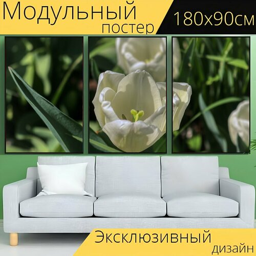 Модульный постер "Тюльпан, цвести, весна" 180 x 90 см. для интерьера