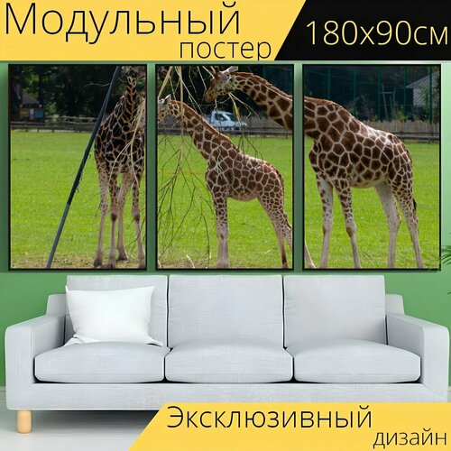 Модульный постер "Жирафы, зоопарк, животное" 180 x 90 см. для интерьера
