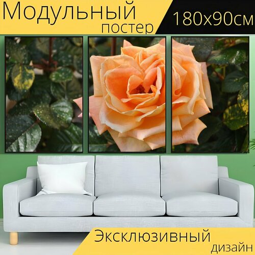 Модульный постер "Розовый, сад роз, цветок" 180 x 90 см. для интерьера