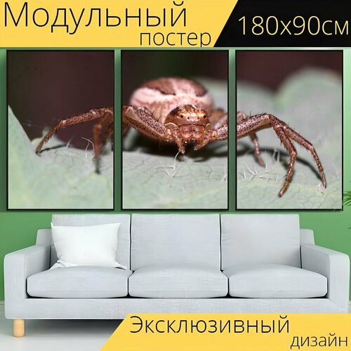 Модульный постер "Паук, насекомое, природа" 180 x 90 см. для интерьера