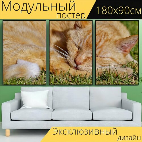 Модульный постер "Кот, спит, красноватый" 180 x 90 см. для интерьера