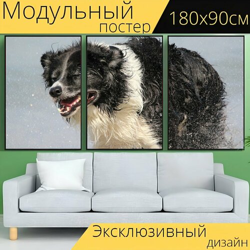 Модульный постер "Собака, мокрый, озеро" 180 x 90 см. для интерьера