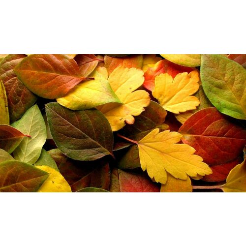 Картина на холсте 60x110 LinxOne "Текстура листья осень" интерьерная для дома / на стену / на кухню / с подрамником