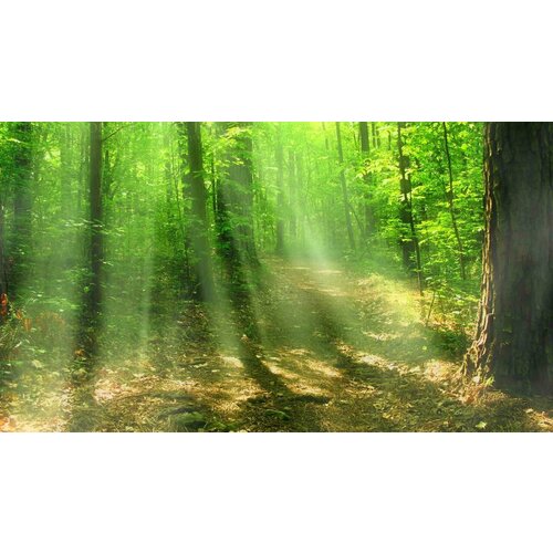 Картина на холсте 60x110 Альянс Лес "Природа forest лучи sunlight" на подрамнике / интерьер/ декор