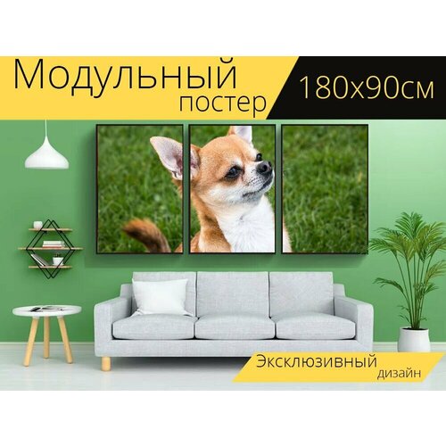 Модульный постер "Чиуауа, собака, чивава" 180 x 90 см. для интерьера