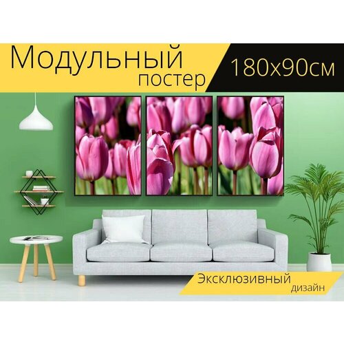 Модульный постер "Тюльпан, поле тюльпанов, цвести" 180 x 90 см. для интерьера