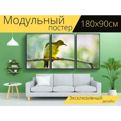 Модульный постер "Коричневый вылетом нектарница, птица, животное" 180 x 90 см. для интерьера