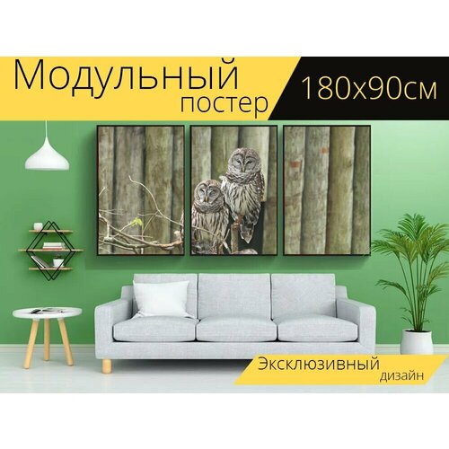 Модульный постер "Сова, совы, зоопарк" 180 x 90 см. для интерьера
