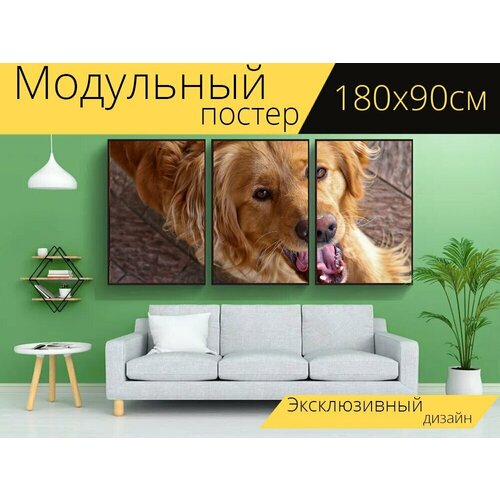 Модульный постер "Собака, голден ретривер, животное" 180 x 90 см. для интерьера