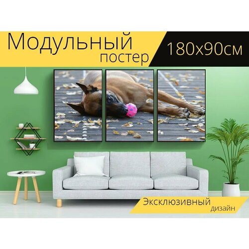 Модульный постер "Малинуа, собака с мячом, милый" 180 x 90 см. для интерьера