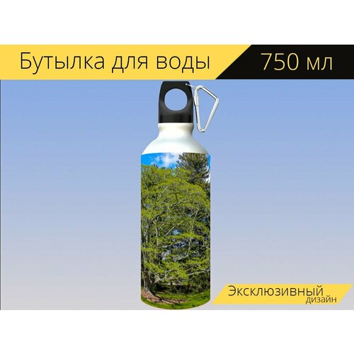 Бутылка фляга для воды "Дерево, дендрарий, природа" 750 мл. с карабином и принтом