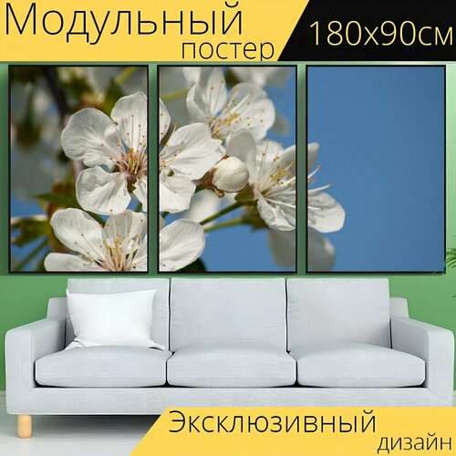 Модульный постер "Вишня в цвету, цветущая ветка, весна" 180 x 90 см. для интерьера