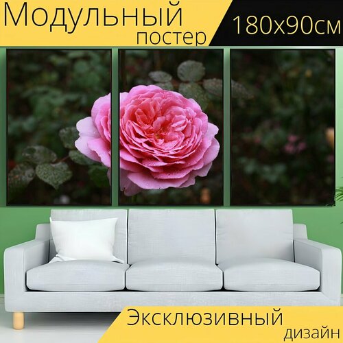 Модульный постер "Роза, цветок, сад" 180 x 90 см. для интерьера