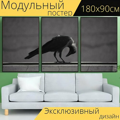 Модульный постер "Домашняя ворона, изгиб шеи, греется" 180 x 90 см. для интерьера
