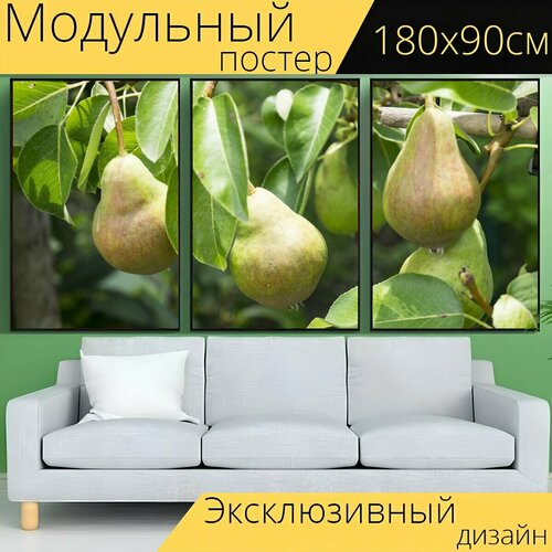 Модульный постер "Груши, фрукты, груша" 180 x 90 см. для интерьера